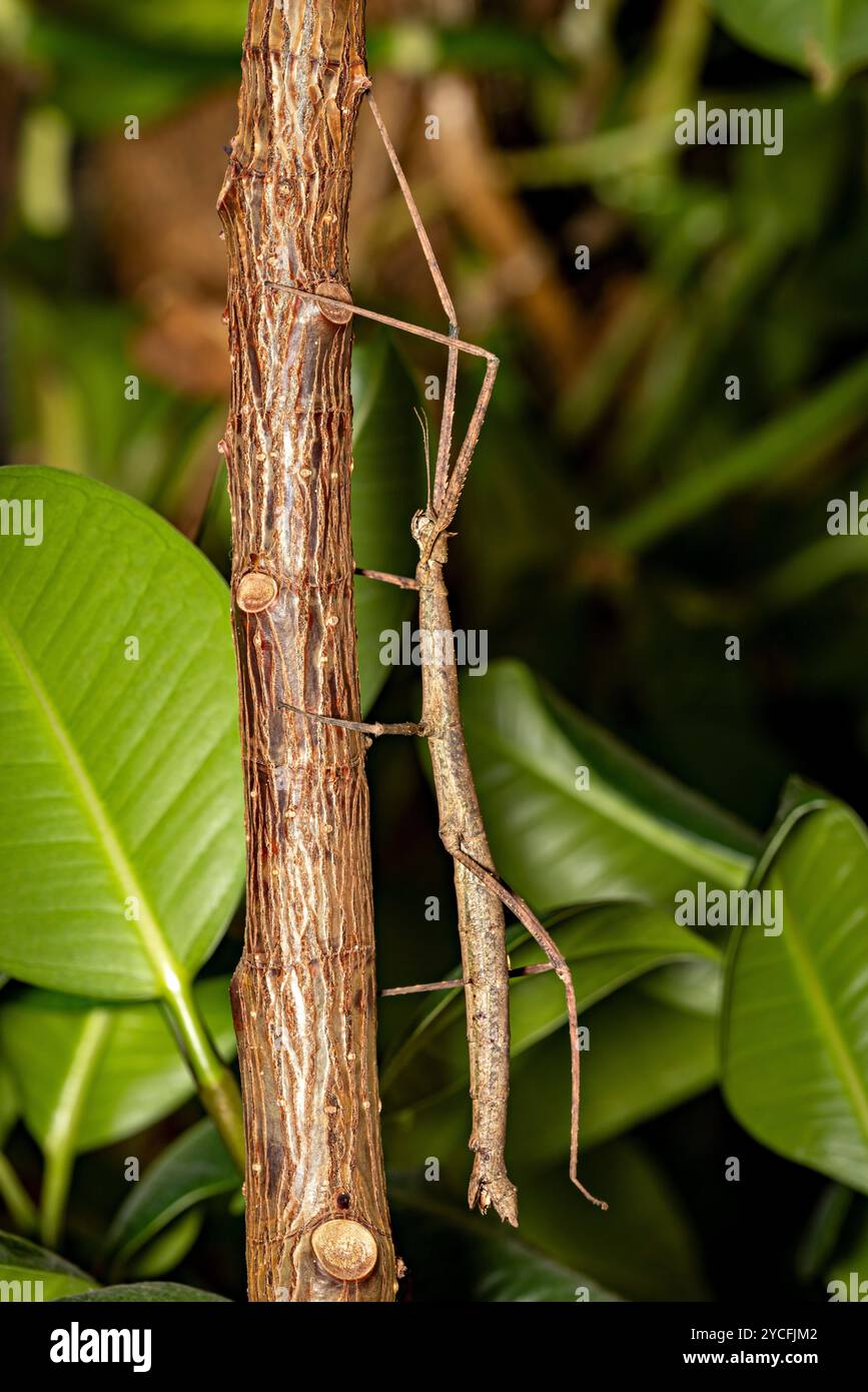 Indonesia grasshopper insects grasshoppers hi-res stock photography and images - Alamy