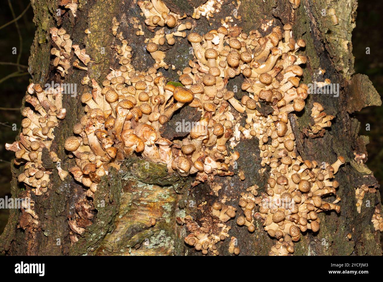 Shaggy Scalycap grows in spectacular clusters at the base of deciduous ...