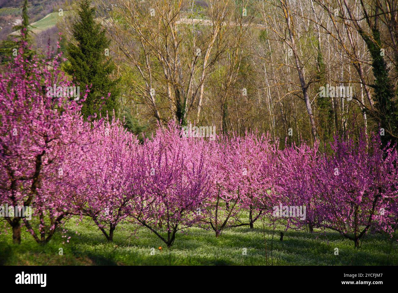 Italy, Emilia Romagna, hills,Appennino, vegetation,fruit trees, spring ...