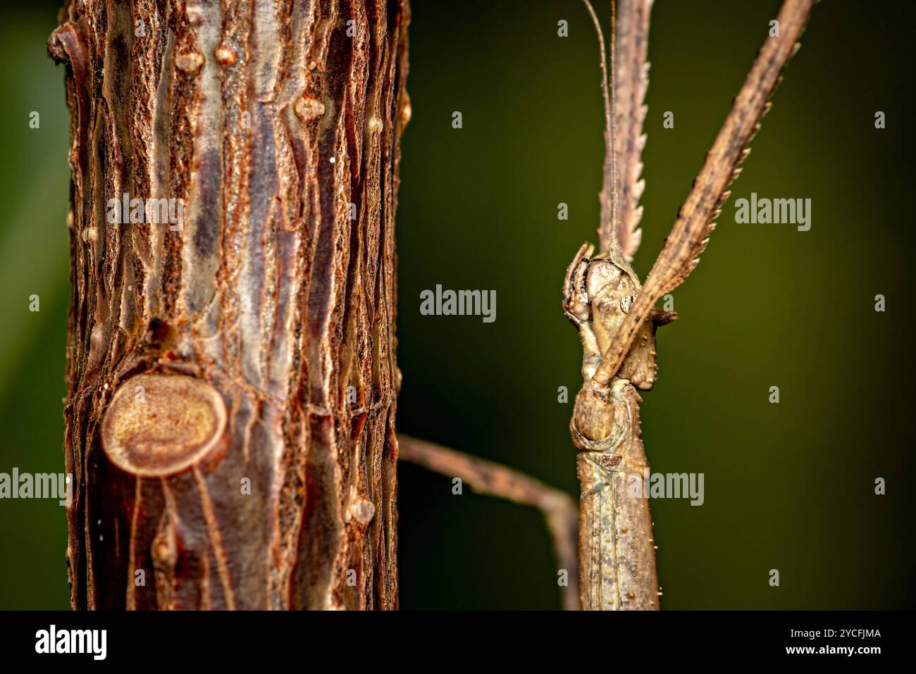 A brown walking stick insect Stock Photo - Alamy
