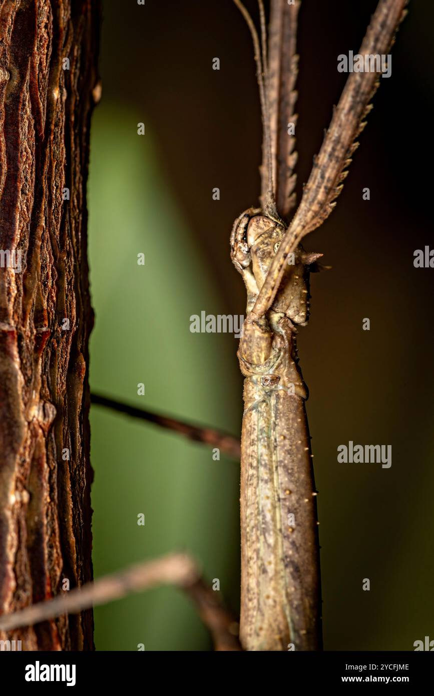 A brown walking stick insect Stock Photo - Alamy