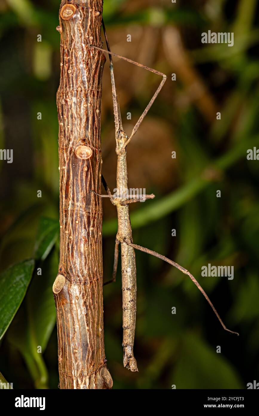 A brown walking stick insect Stock Photo - Alamy