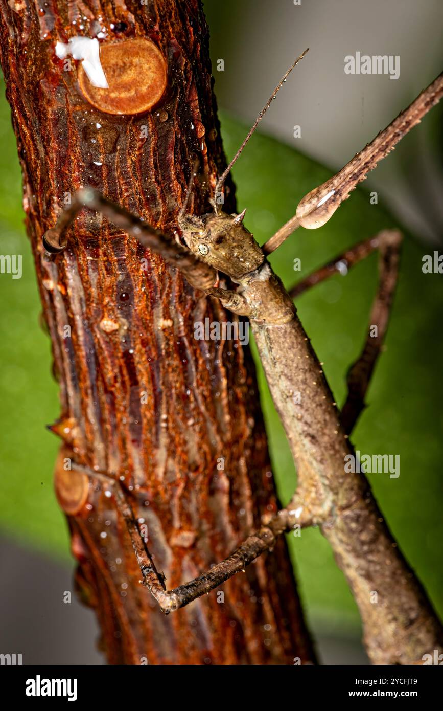A brown walking stick insect Stock Photo - Alamy