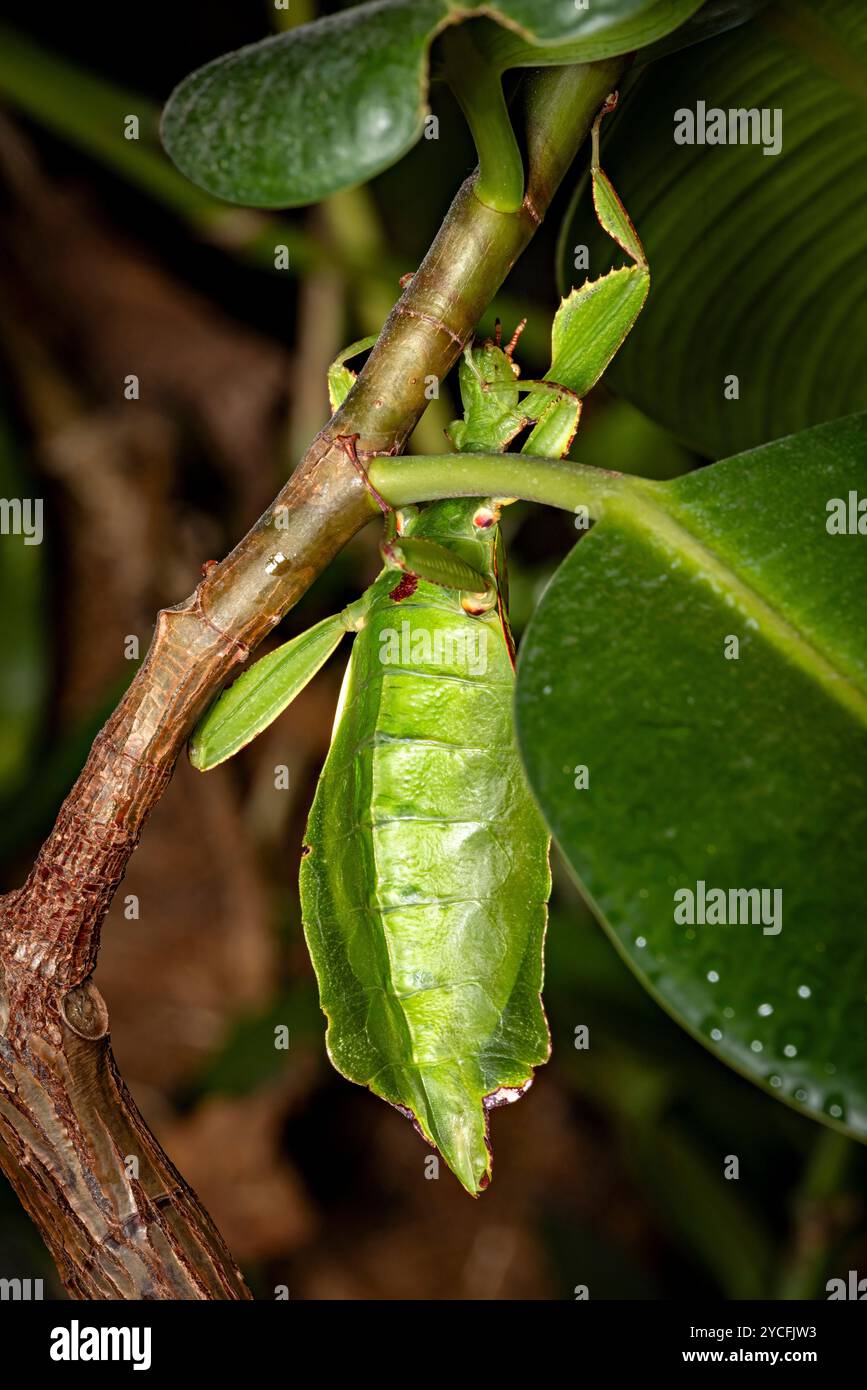 A green walking leaf insect Stock Photo - Alamy