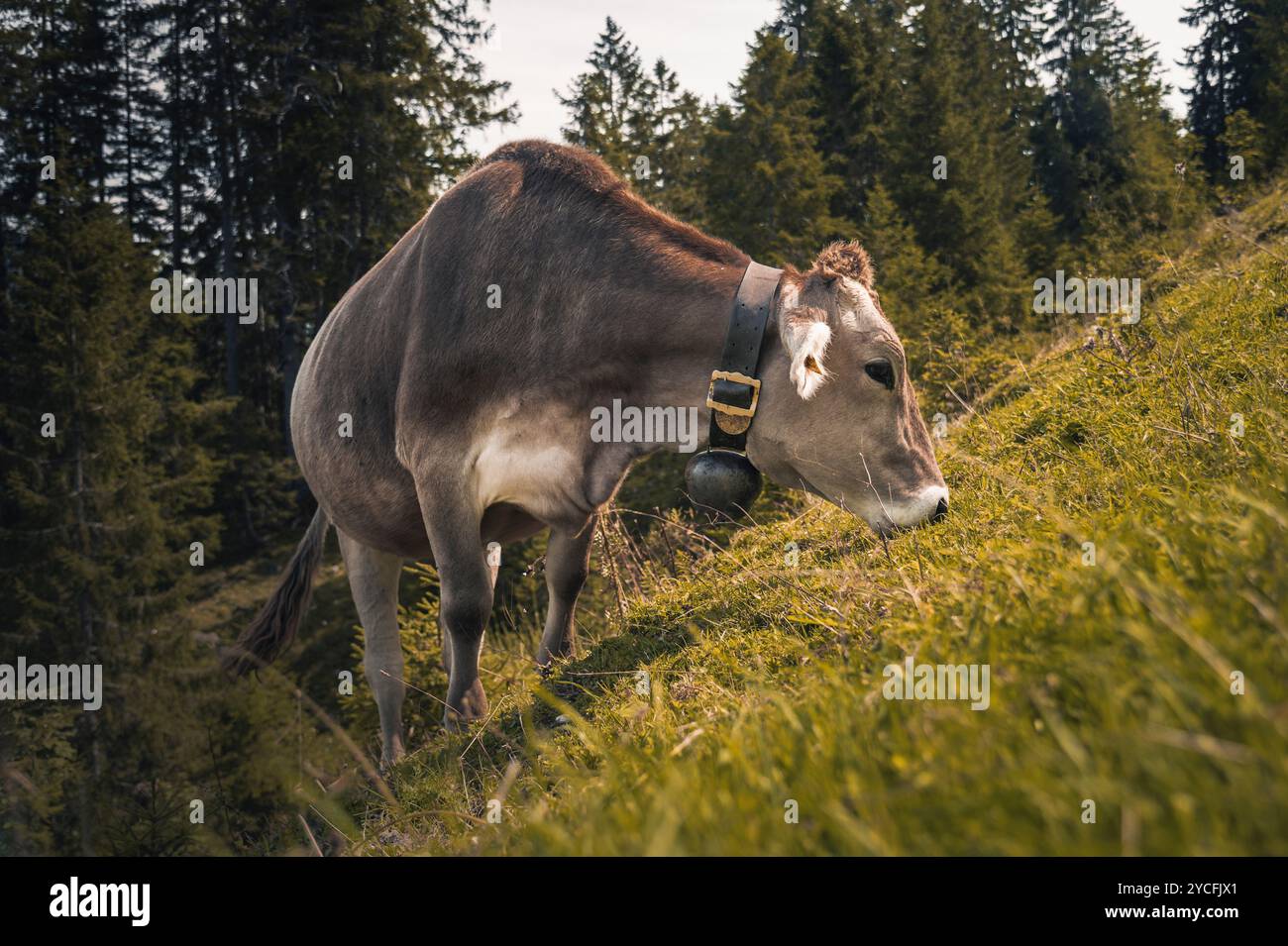 Allgäu cow (Braunvieh) grazing on a slope in a mountain meadow Stock ...