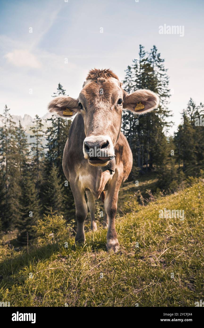 Cow on mountain meadow native hi-res stock photography and images - Alamy
