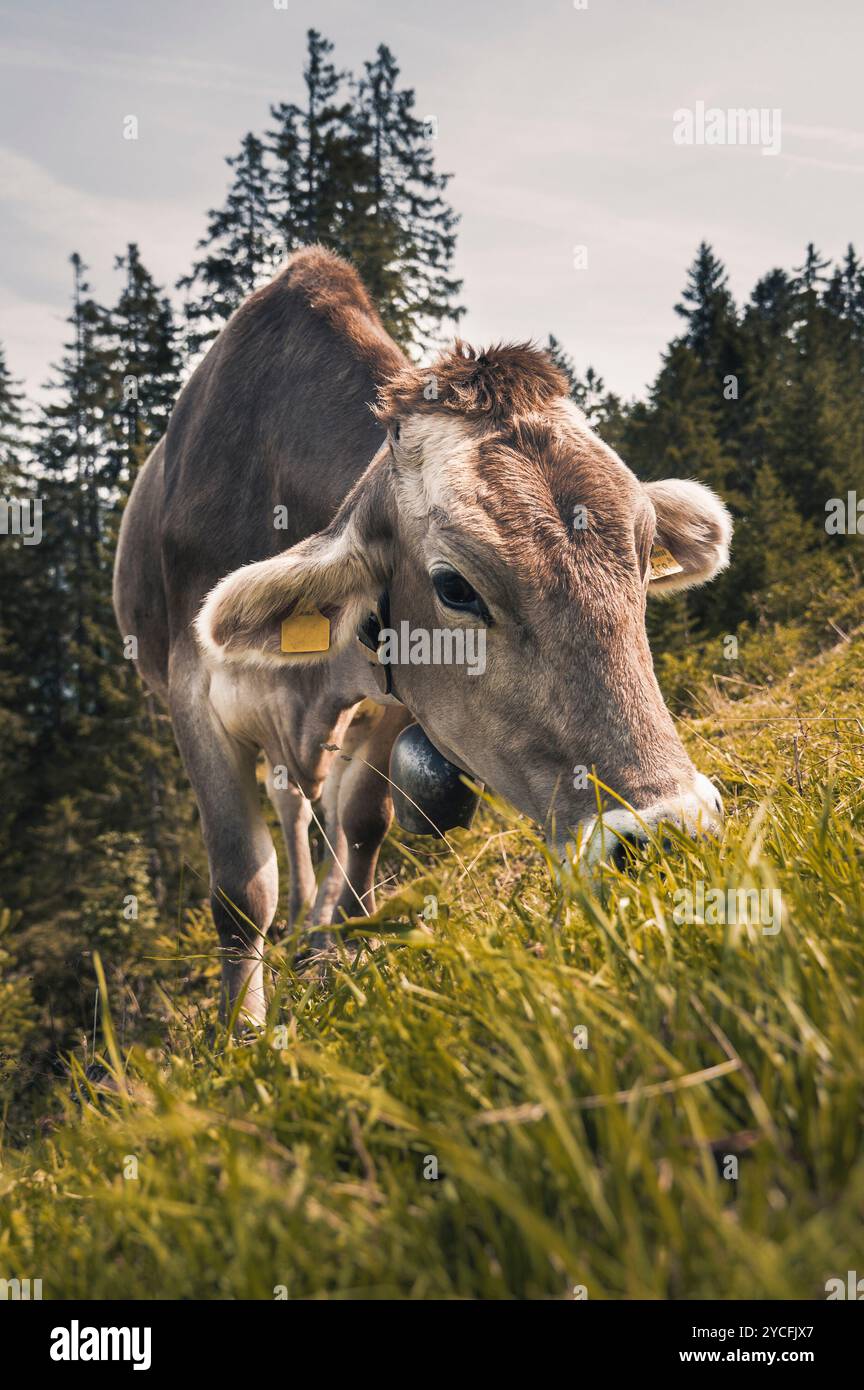 Allgäu cow (Braunvieh) grazing on a slope in a mountain meadow Stock ...