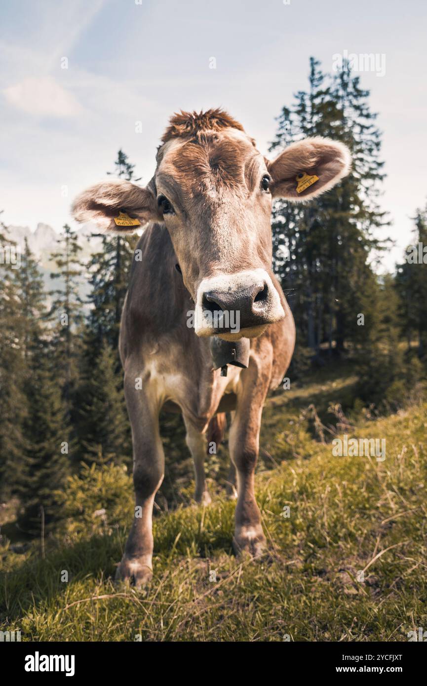 Allgäu cow (Braunvieh) grazing on a slope in a mountain meadow Stock ...