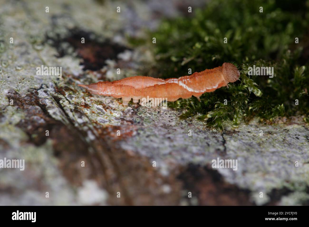Caterpillar of the oak hook-tip (Watsonalla binaria) on a beech trunk Stock Photo - Alamy