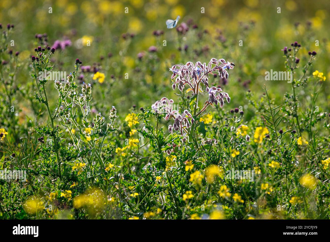 Borage (Borago officinalis), thistles, annual bugloss (Lycopsis ...