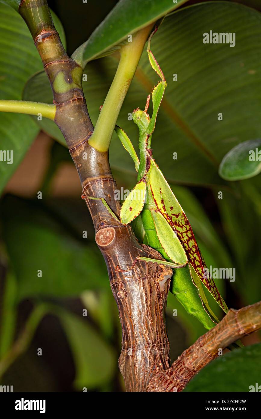 Leafy camouflage insect hi-res stock photography and images - Alamy