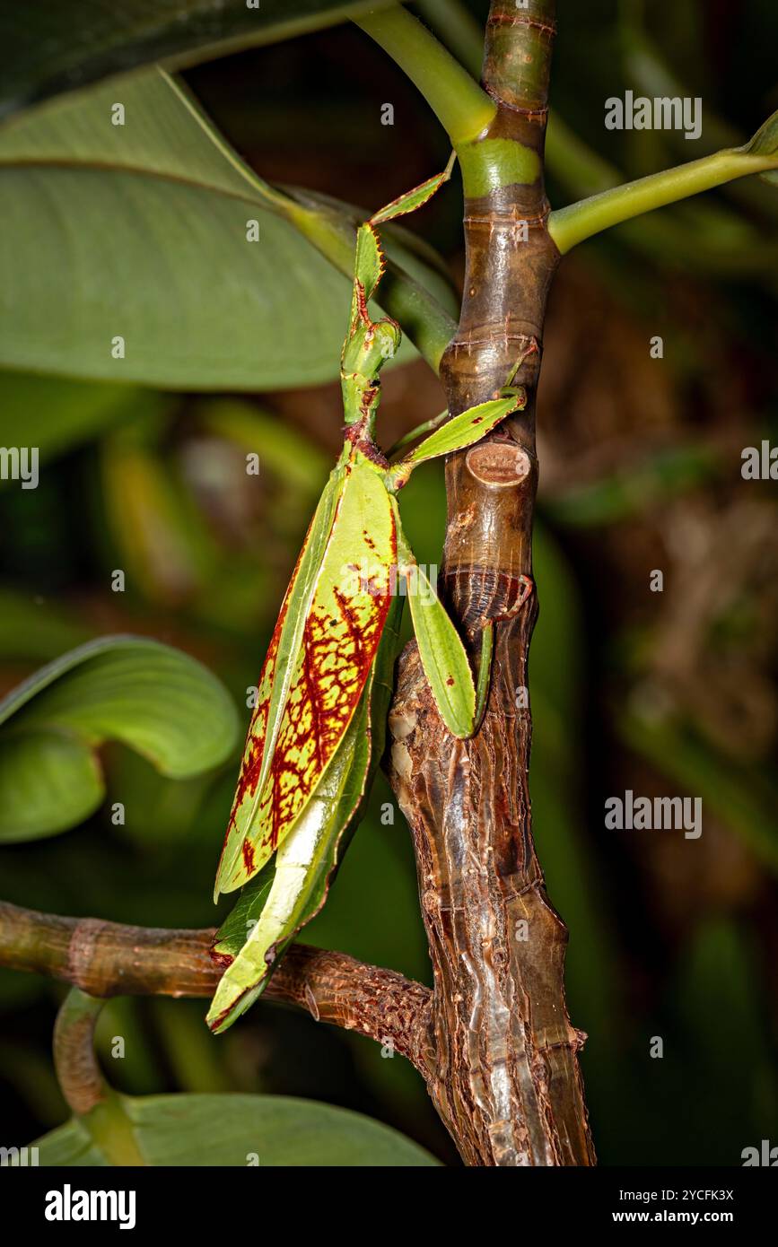 Leafy camouflage insect hi-res stock photography and images - Alamy