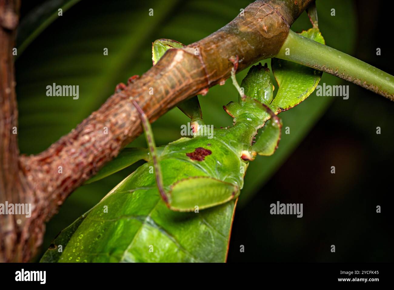 A green walking leaf insect Stock Photo - Alamy