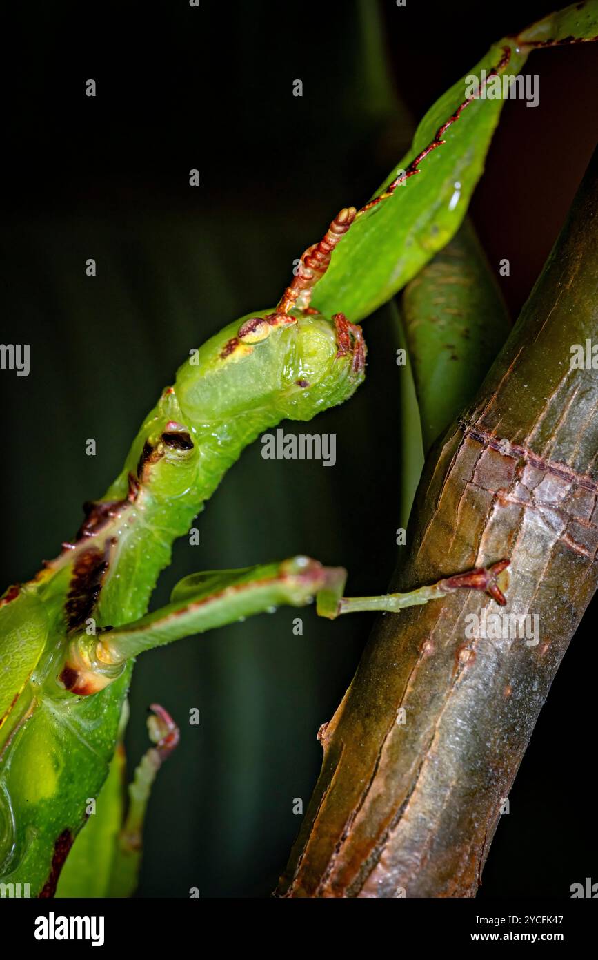 A green walking leaf insect Stock Photo - Alamy