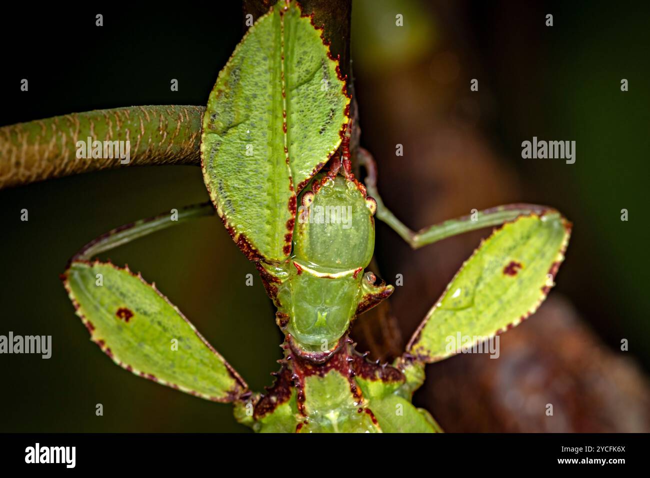 A green walking leaf insect Stock Photo - Alamy
