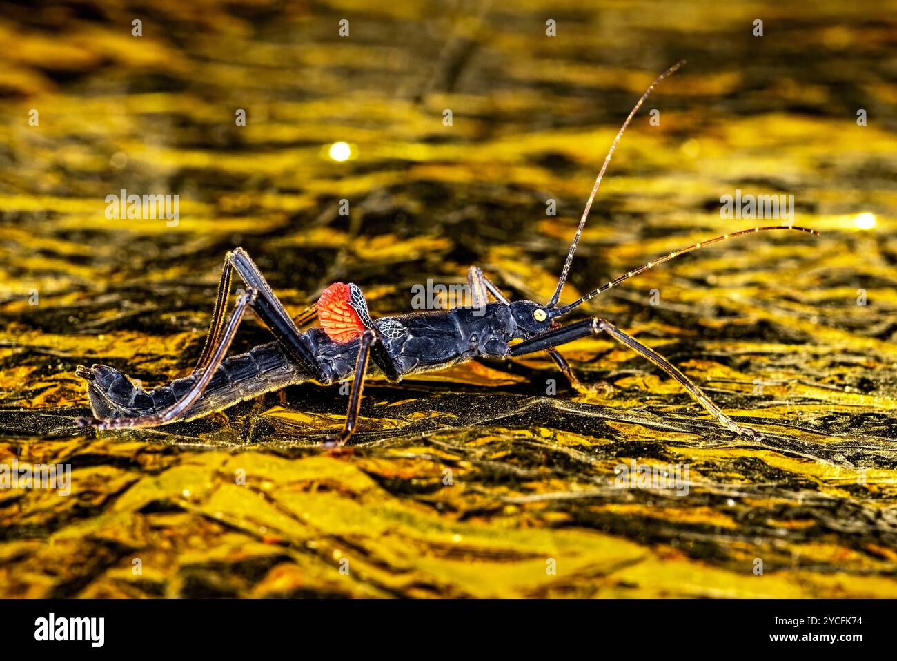 A black walking stick insect Stock Photo - Alamy