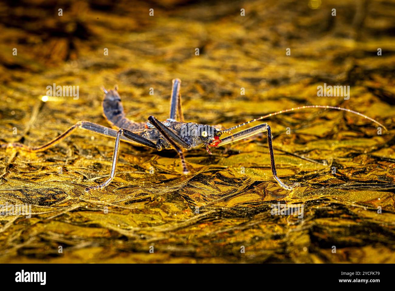 A black walking stick insect Stock Photo - Alamy