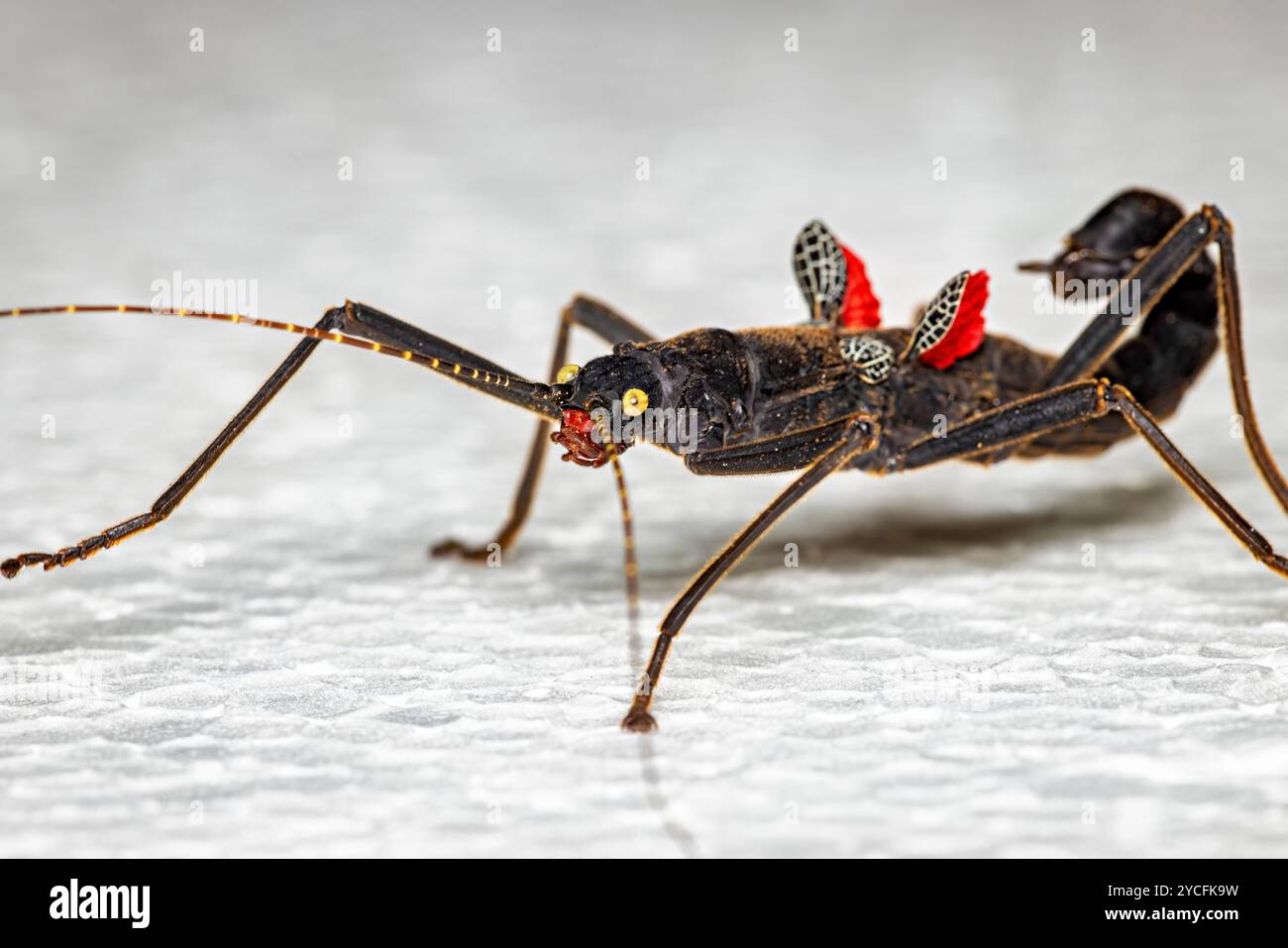 A black walking stick insect Stock Photo - Alamy