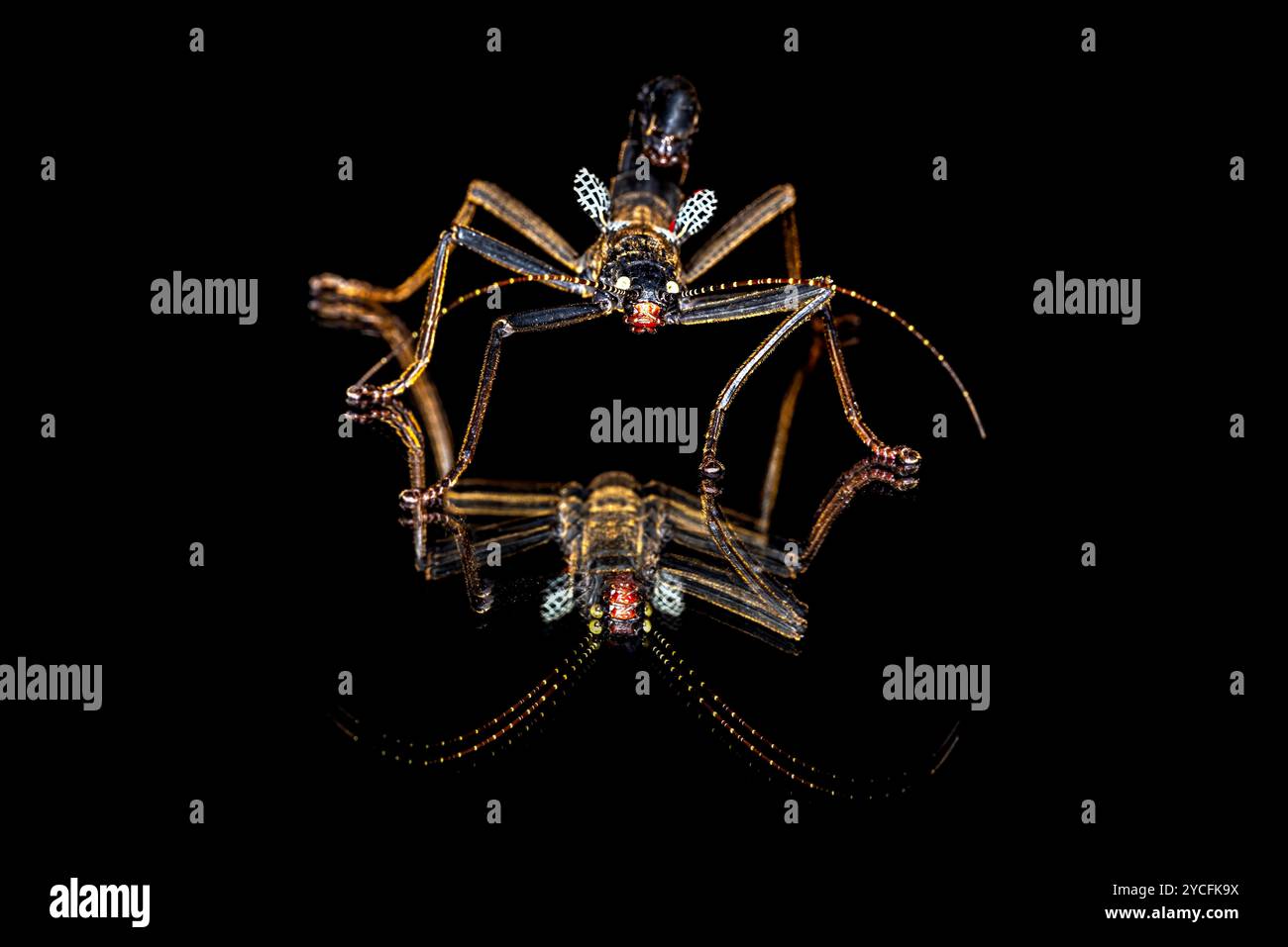 A black walking stick insect Stock Photo - Alamy