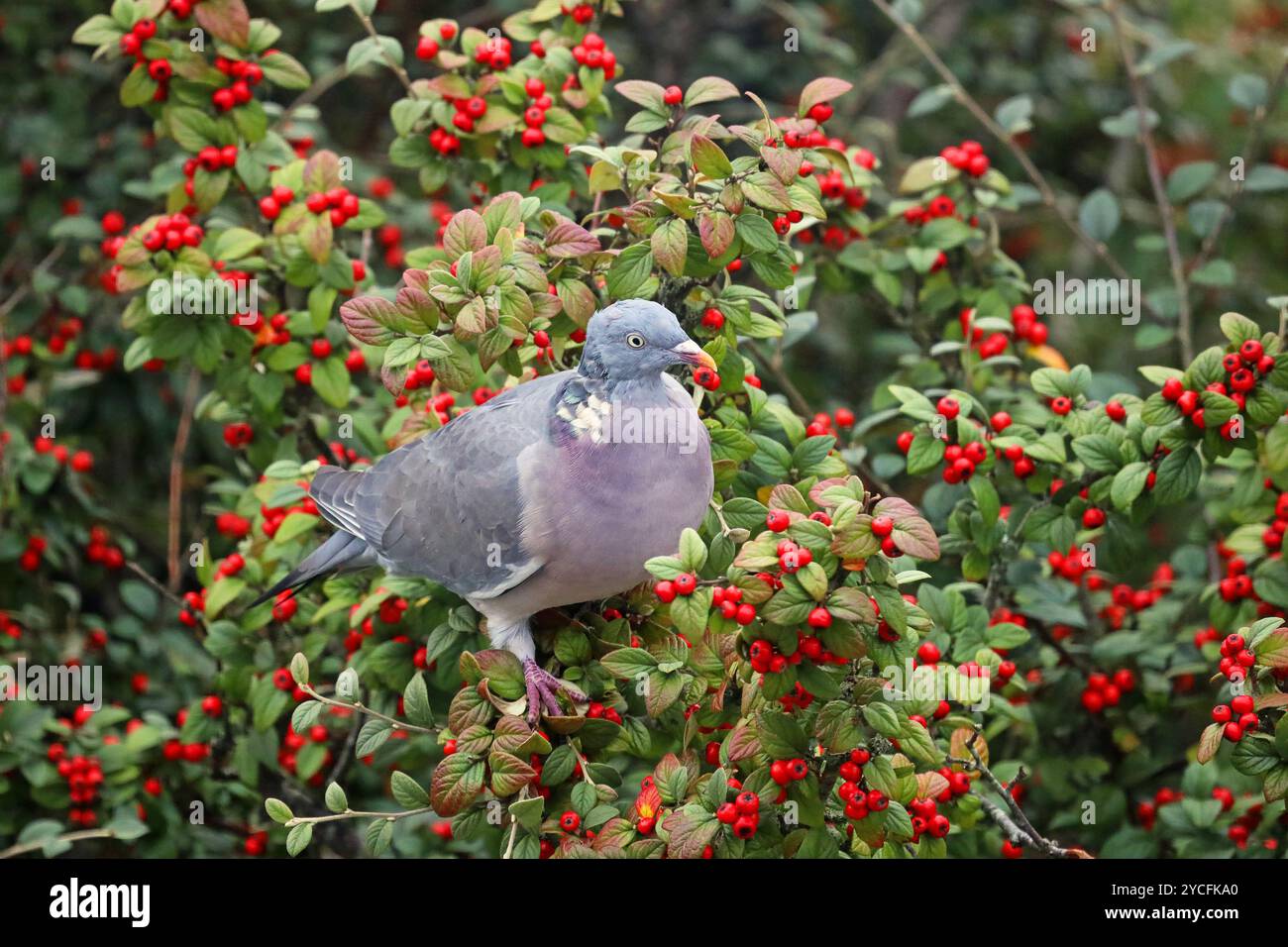 A wood pigeon with a berry picked from a bush. Winter food/ A generic ...