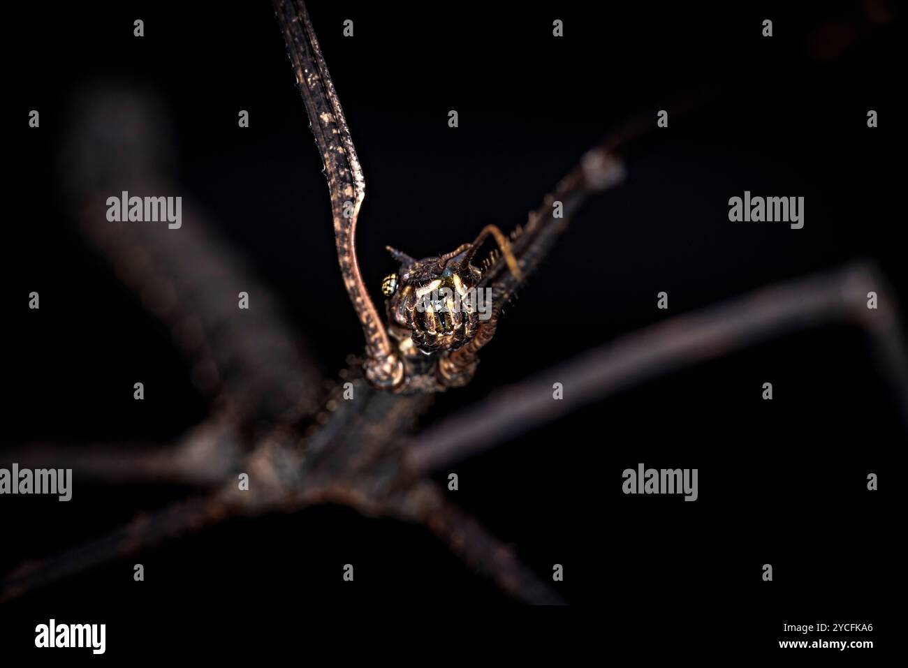 A brown walking stick insect Stock Photo - Alamy