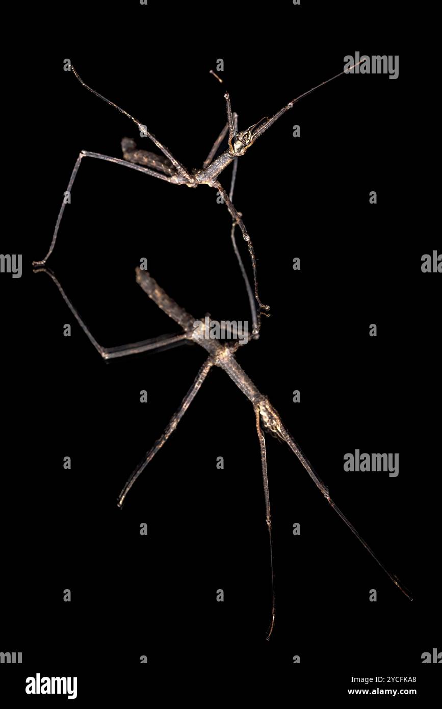 A brown walking stick insect Stock Photo - Alamy