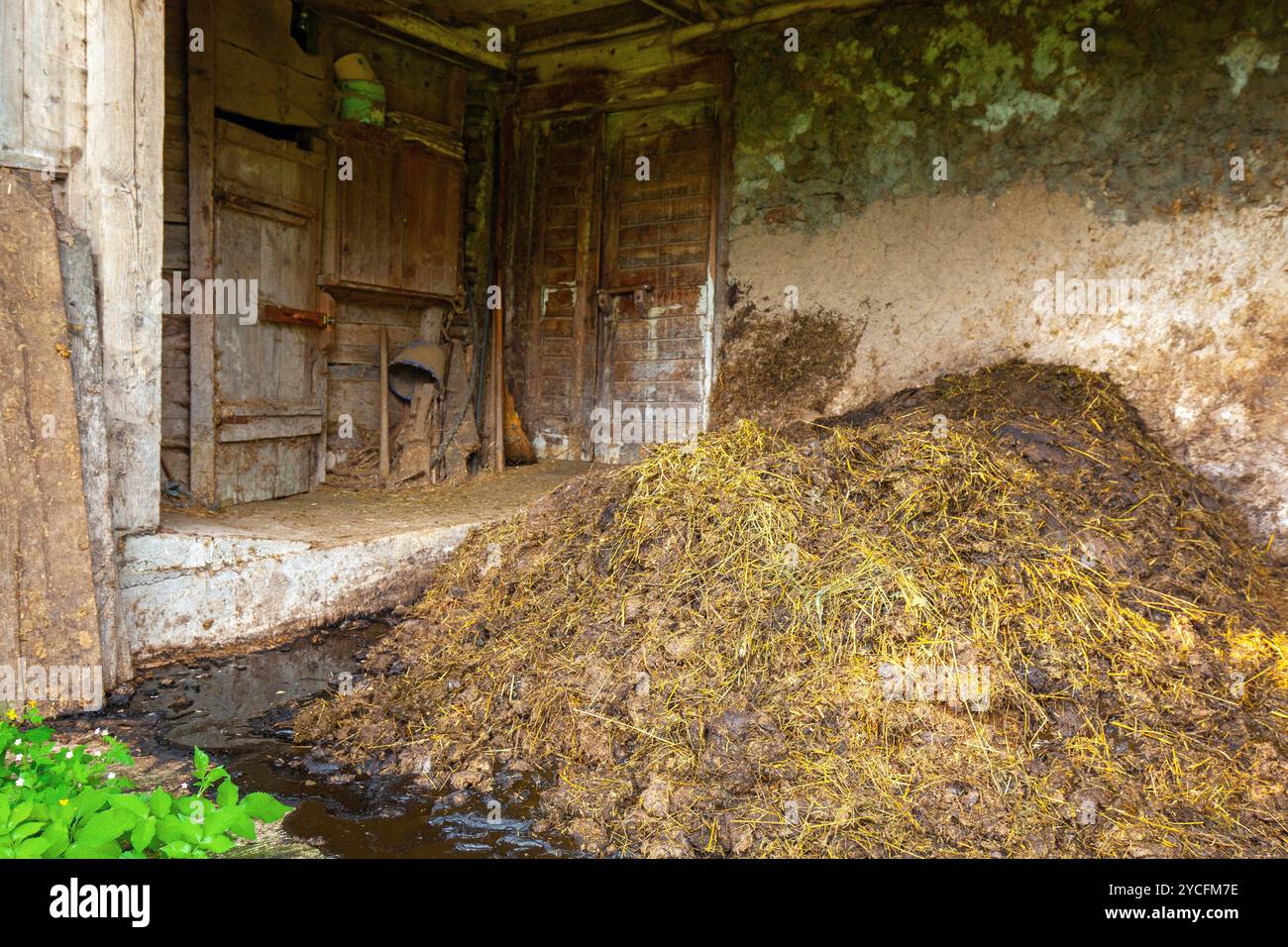 Dung heap at the farm barn, Ultental Valley, South Tyrol, Italy Stock ...