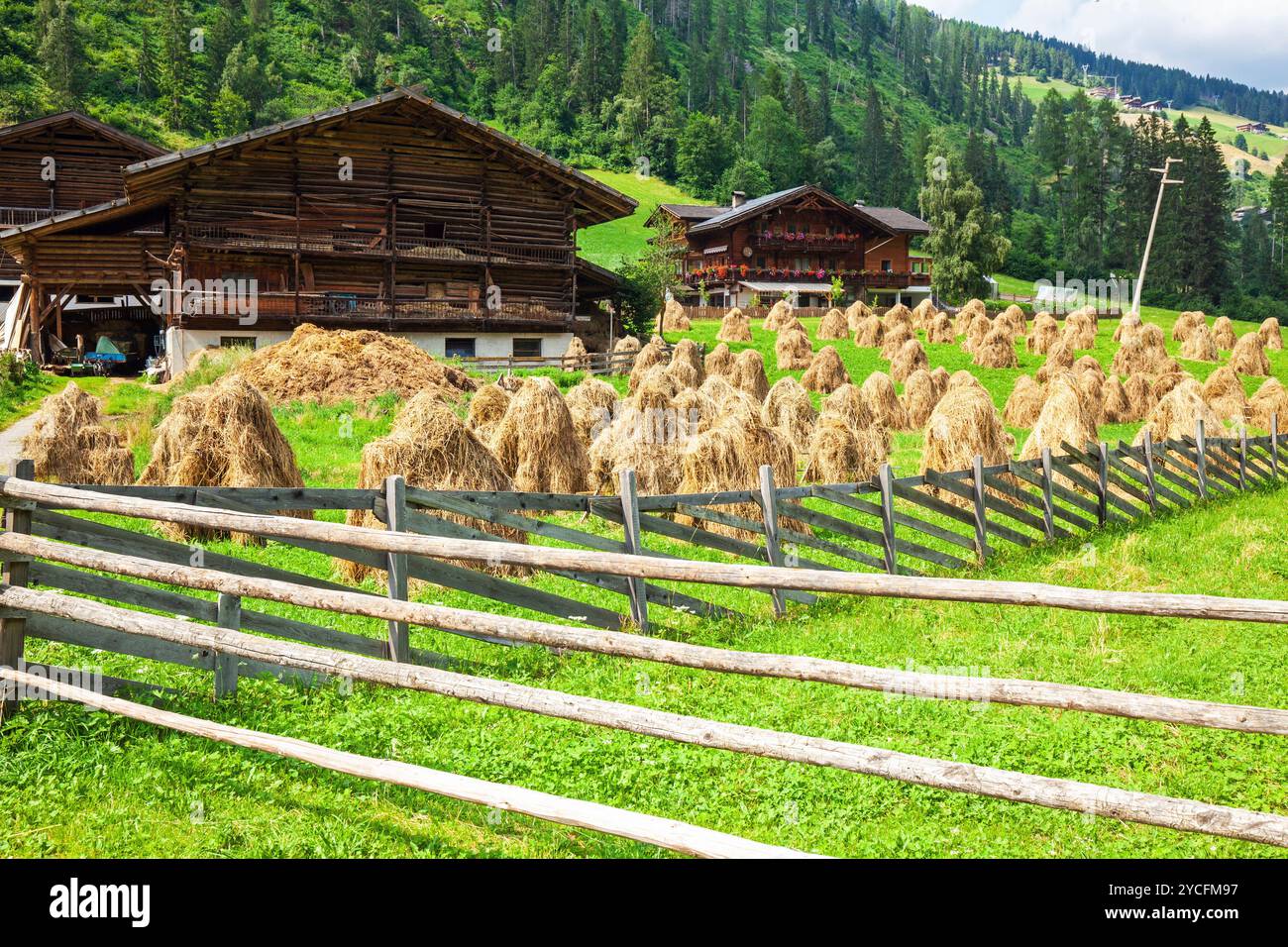Hay set up to dry on stanchions at the "Doppler" farm, Ultental Valley ...