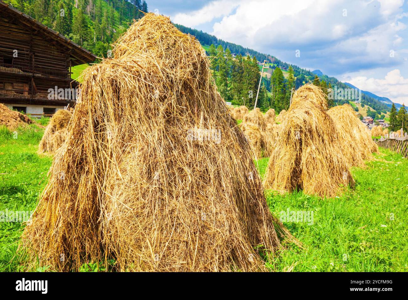 Hay set up to dry on stanchions at the "Doppler" farm, Ultental Valley ...