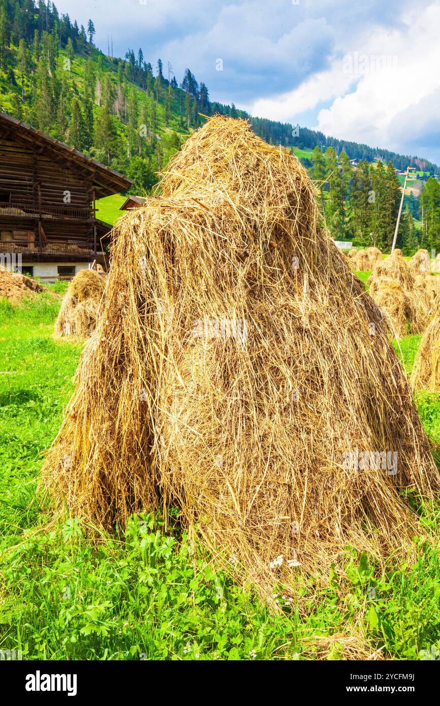 Hay set up to dry on stanchions at the "Doppler" farm, Ultental Valley ...