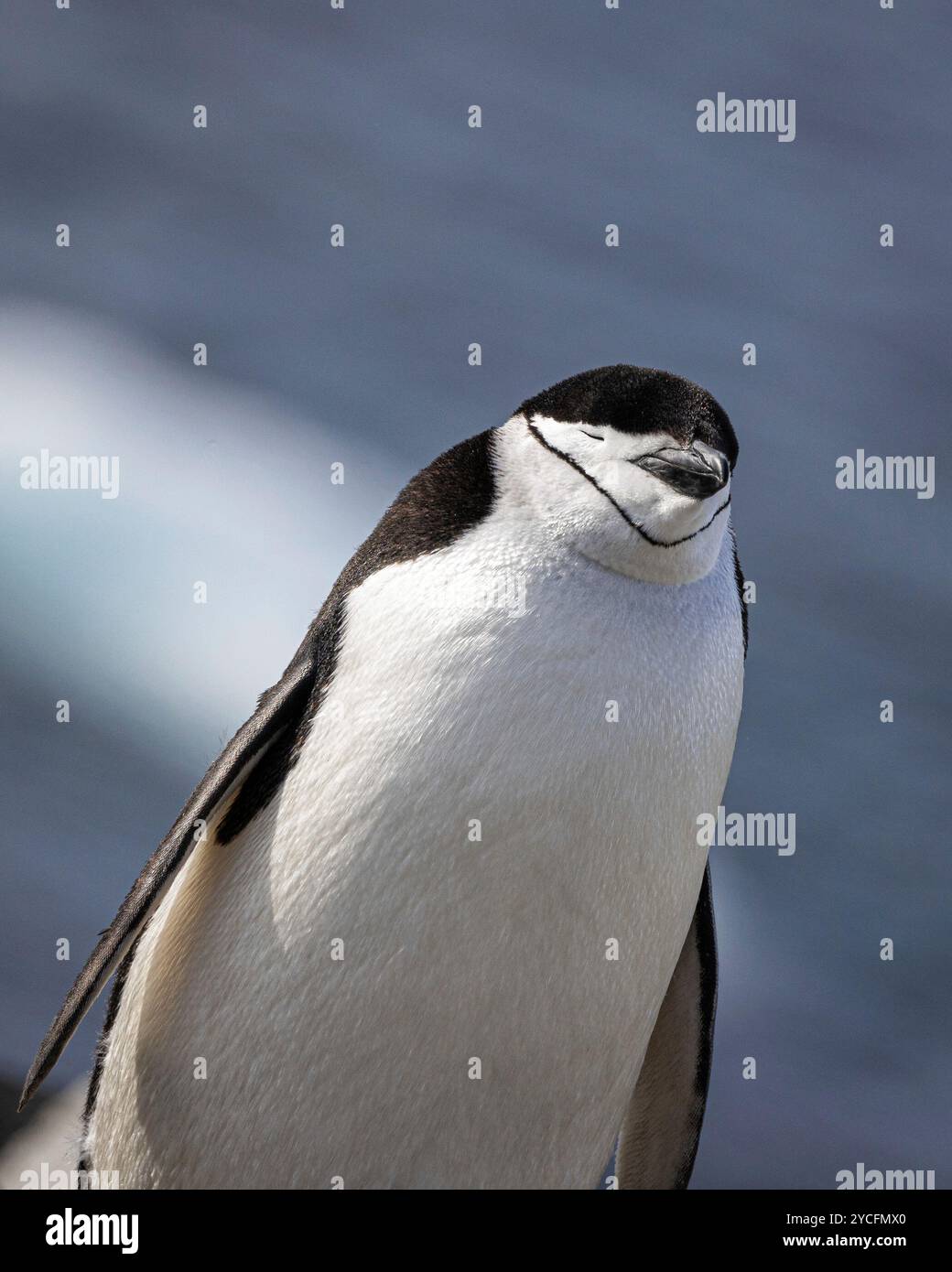 Chinstrap penguin. Half Moon Island, South Shetland Islands, Antarctica ...