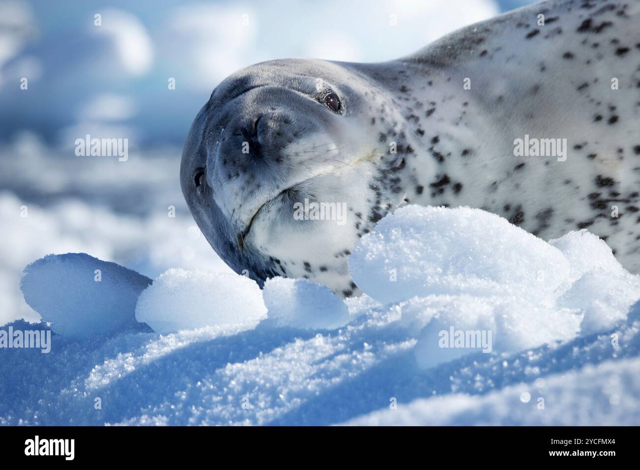 Sea leopard on an ice floe. Cierva cove, Antarctic Peninsula ...