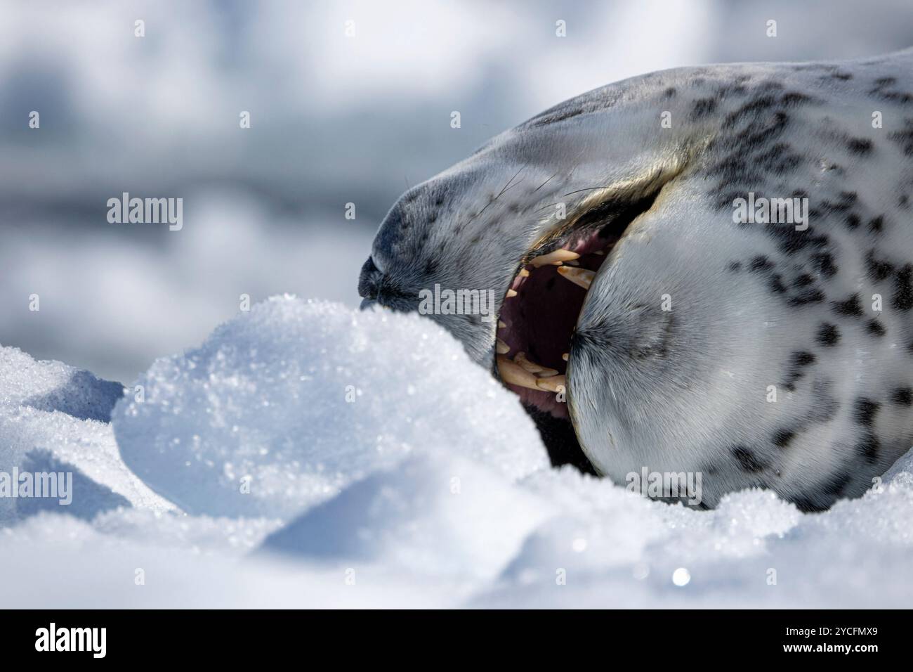 Sea leopard on an ice floe. Cierva cove, Antarctic Peninsula, Antarctica Stock Photo - Alamy