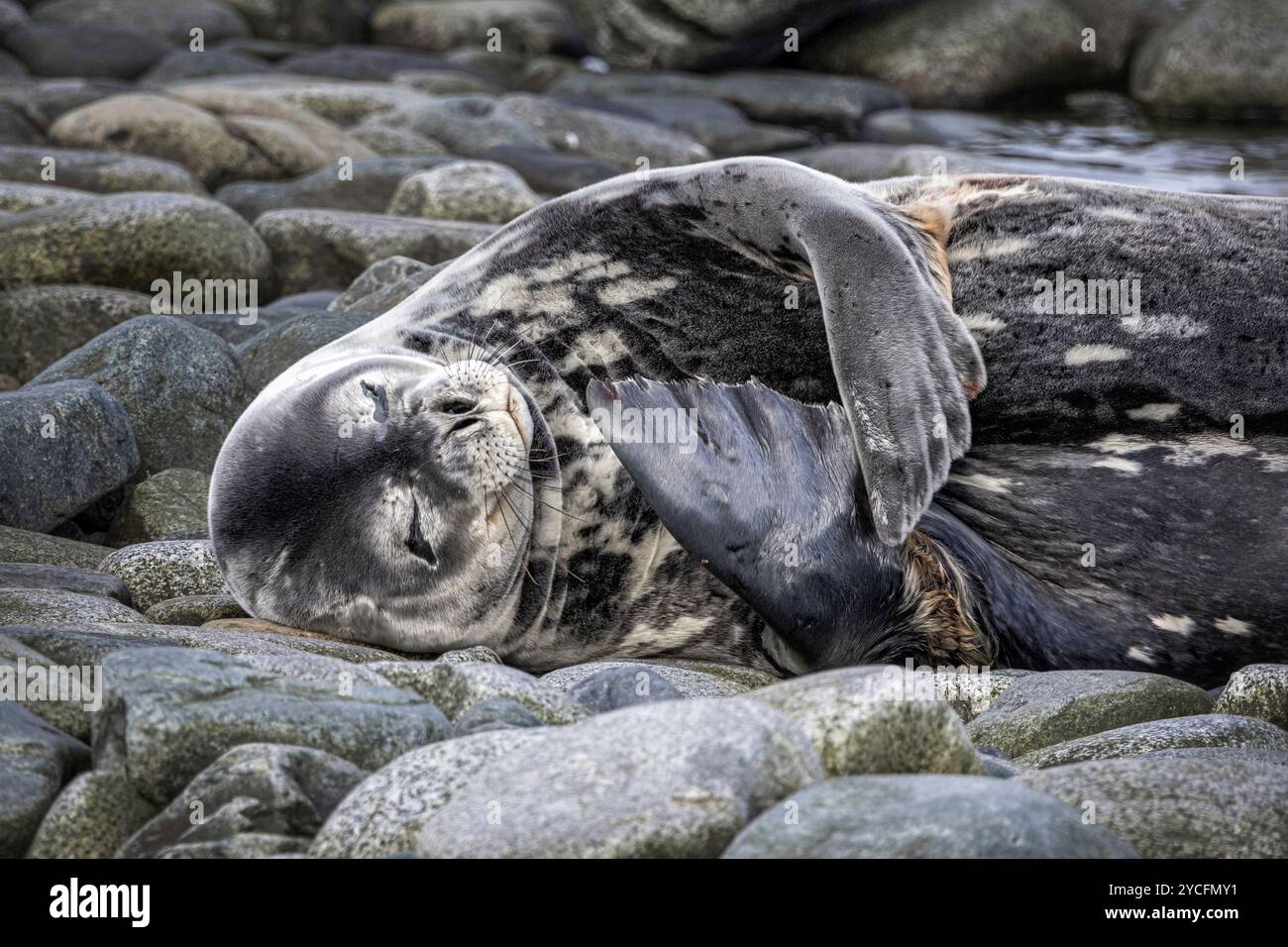 Sleeping weddell seal half moon island hi-res stock photography and ...