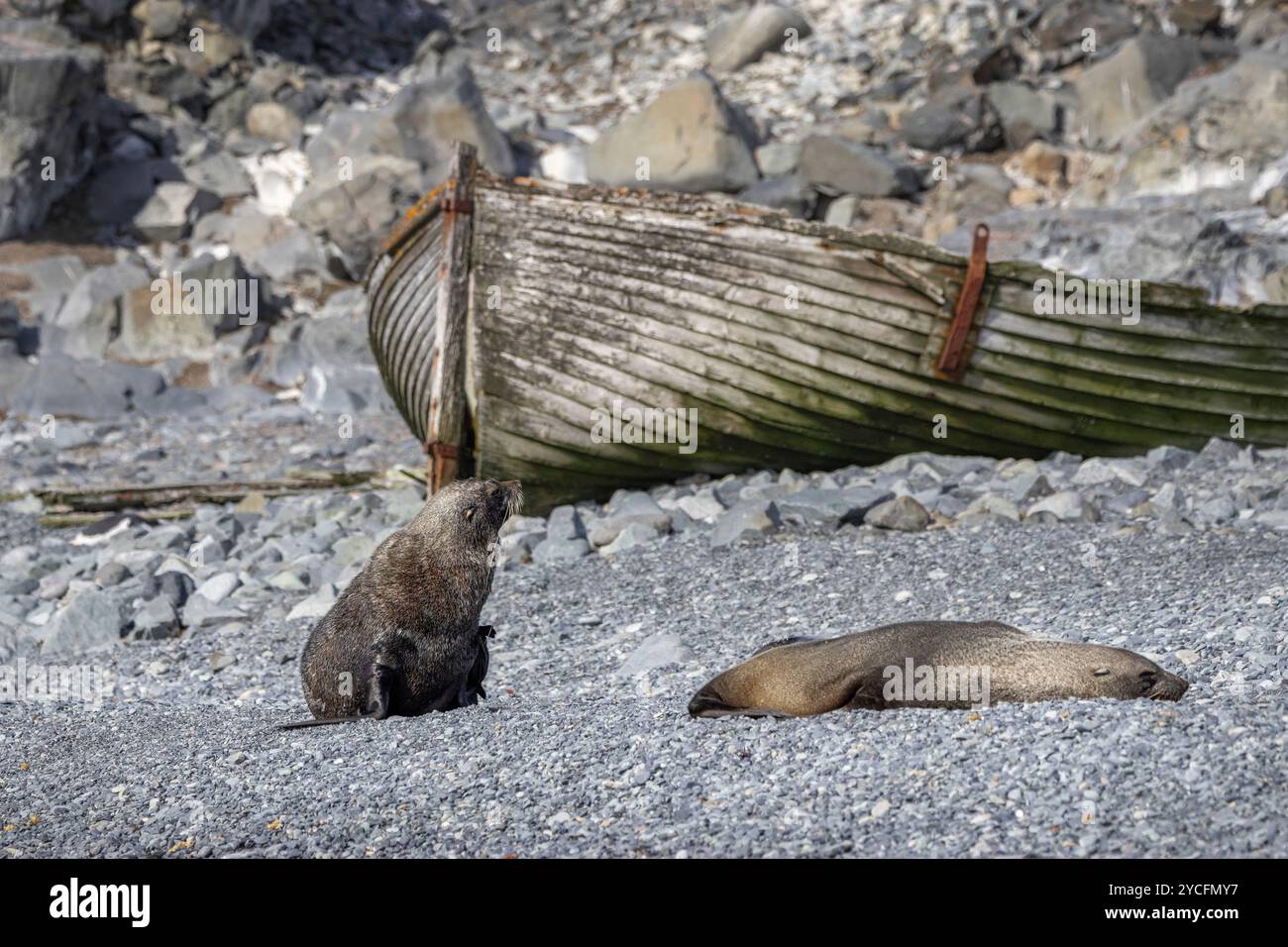 Maned seals in front of a stranded wooden boat. Half Moon Island, South ...