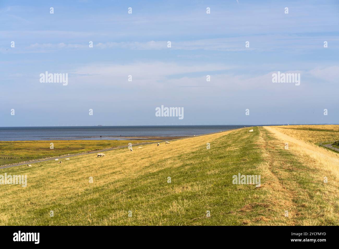 Dike landscape with sheep in the Schleswig-Holstein Wadden Sea National ...