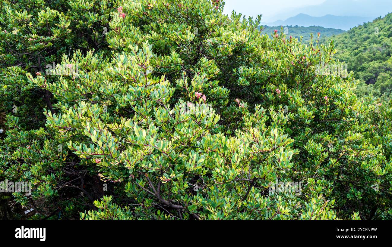 Tropical forest hill slope hi-res stock photography and images - Alamy
