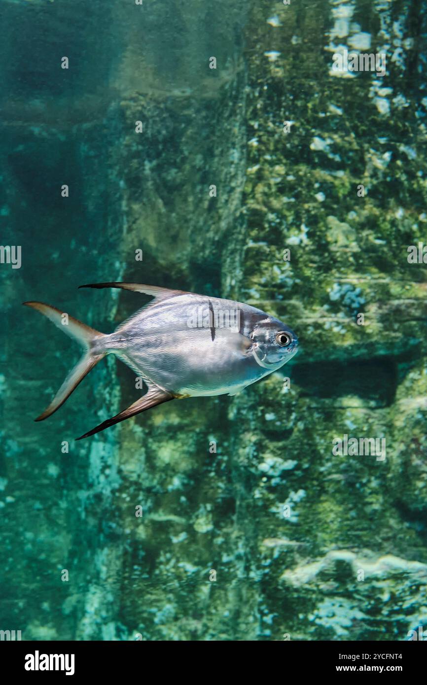 Close-up portrait of Great Trachinotus, marine ray-finned fish from ...