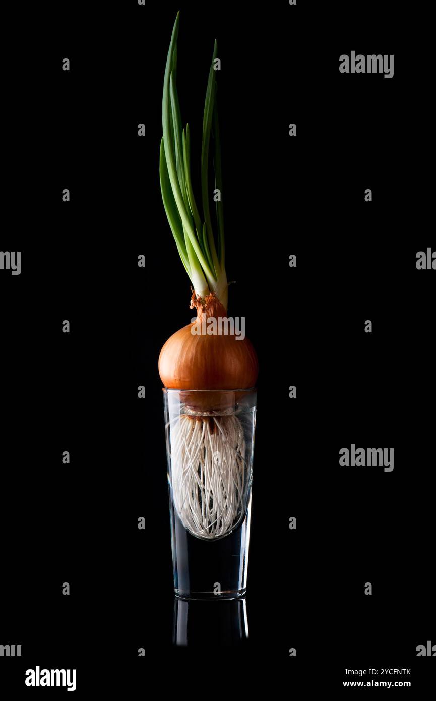 Onion fresh sprouts hi-res stock photography and images - Alamy