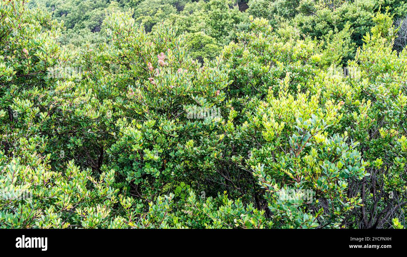 Land forest green leaf hi-res stock photography and images - Alamy