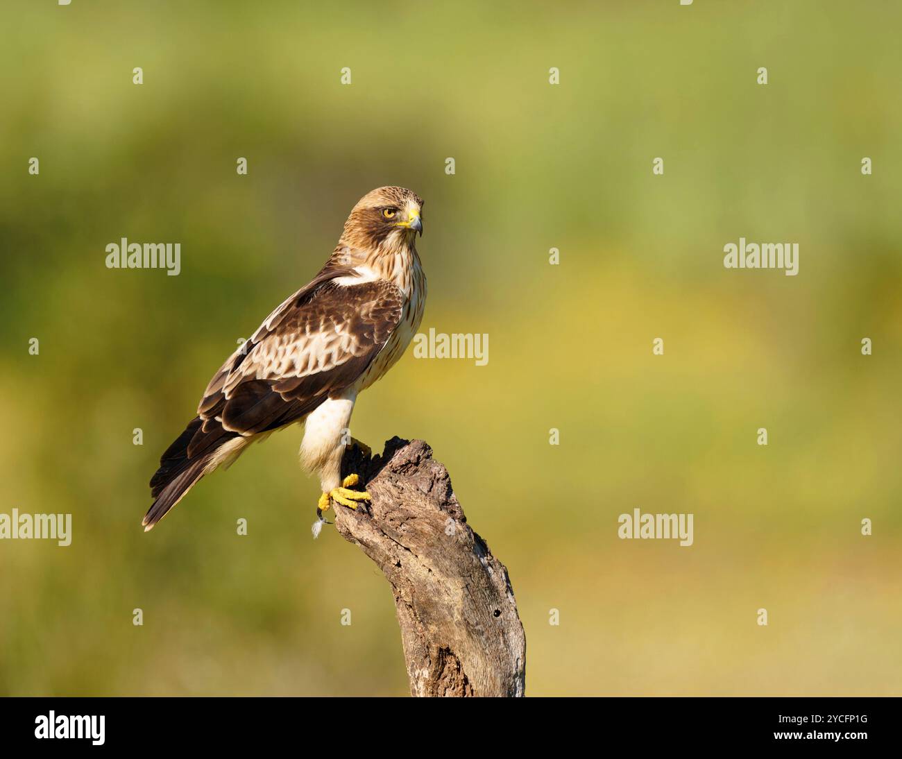 Booted eagle (Hieraaetus pennatus) on a dead tree trunk, Extremadura ...