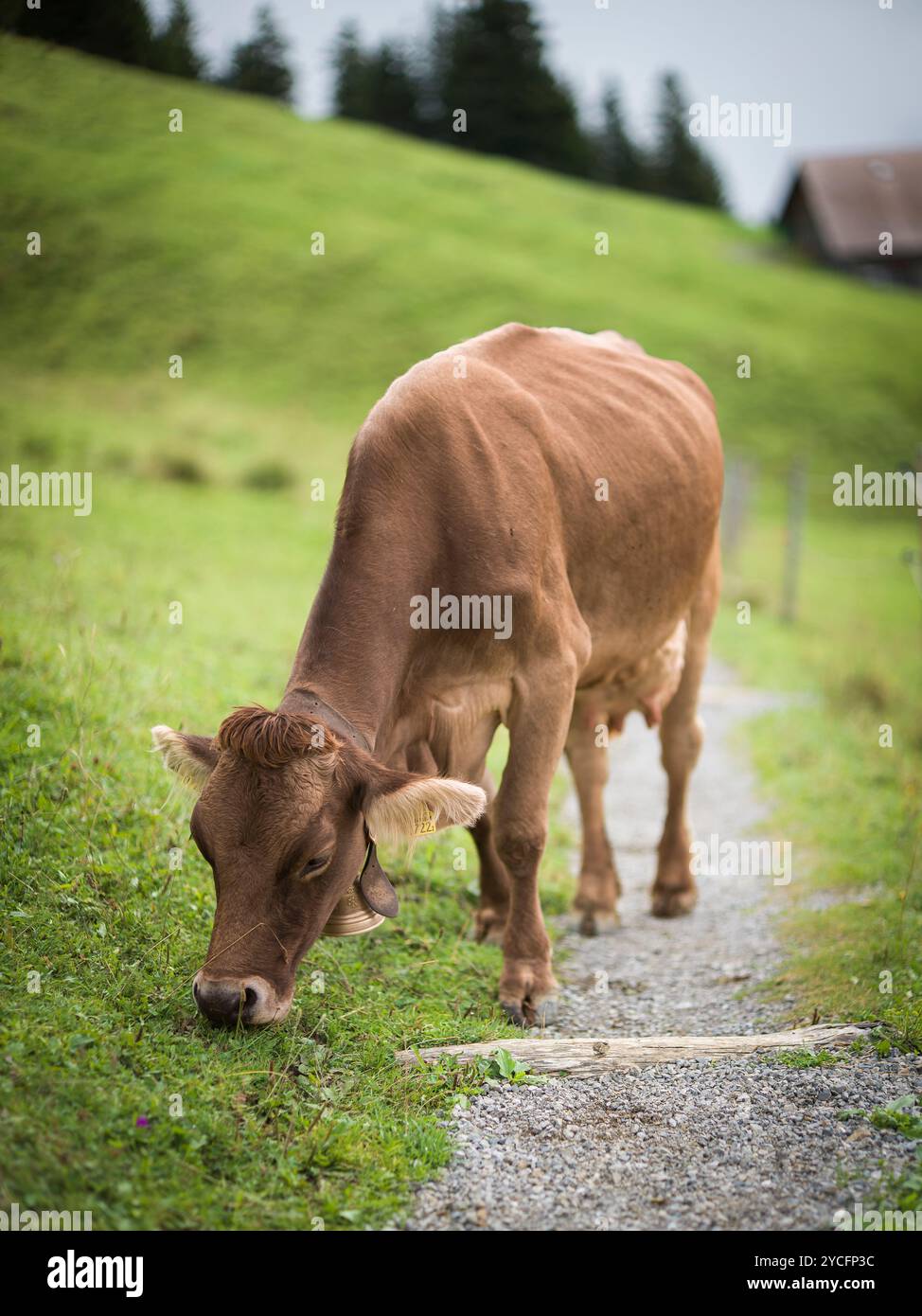 Cow on alpine path hi-res stock photography and images - Alamy