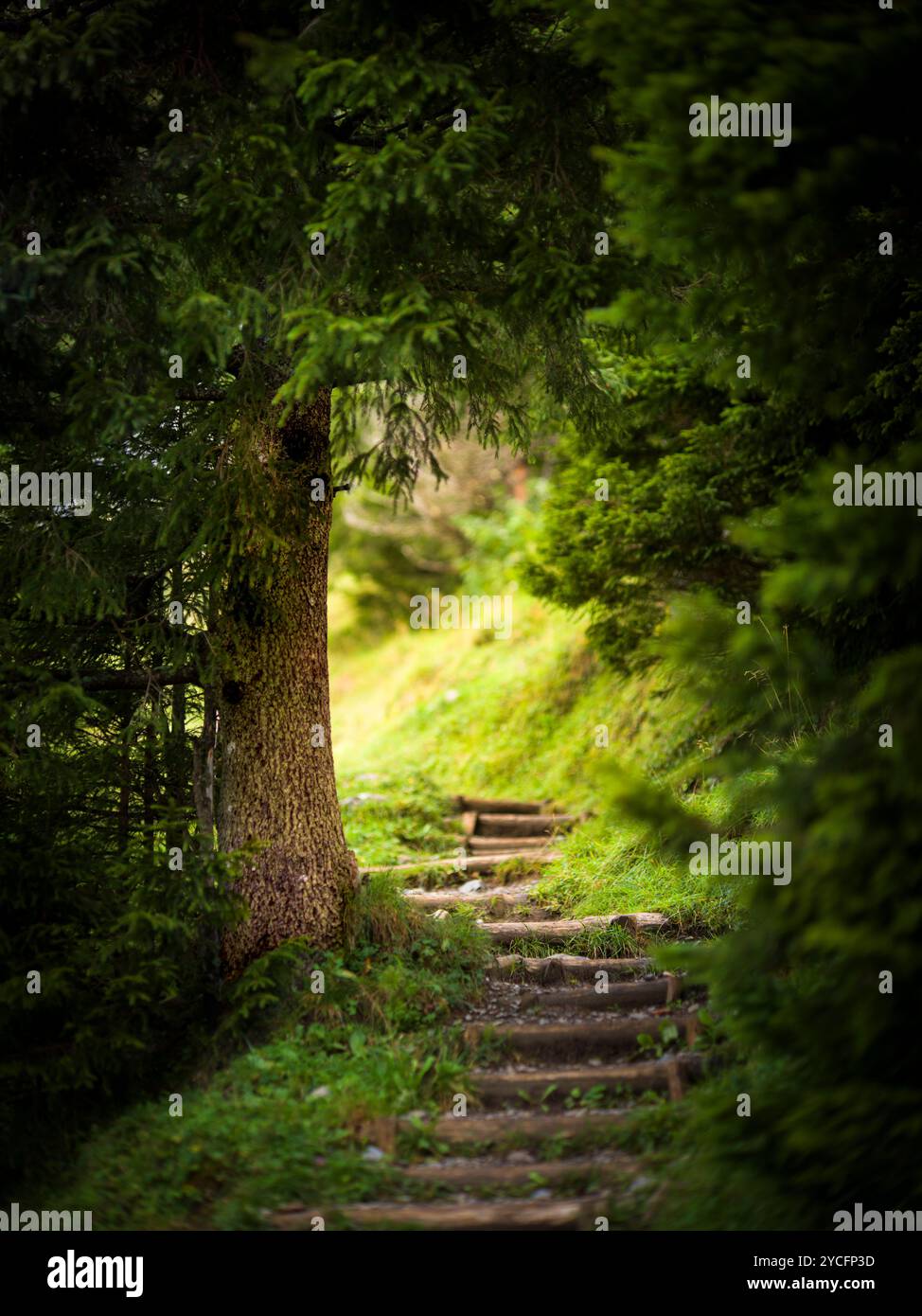 Hiking trail with stairs Stock Photo - Alamy