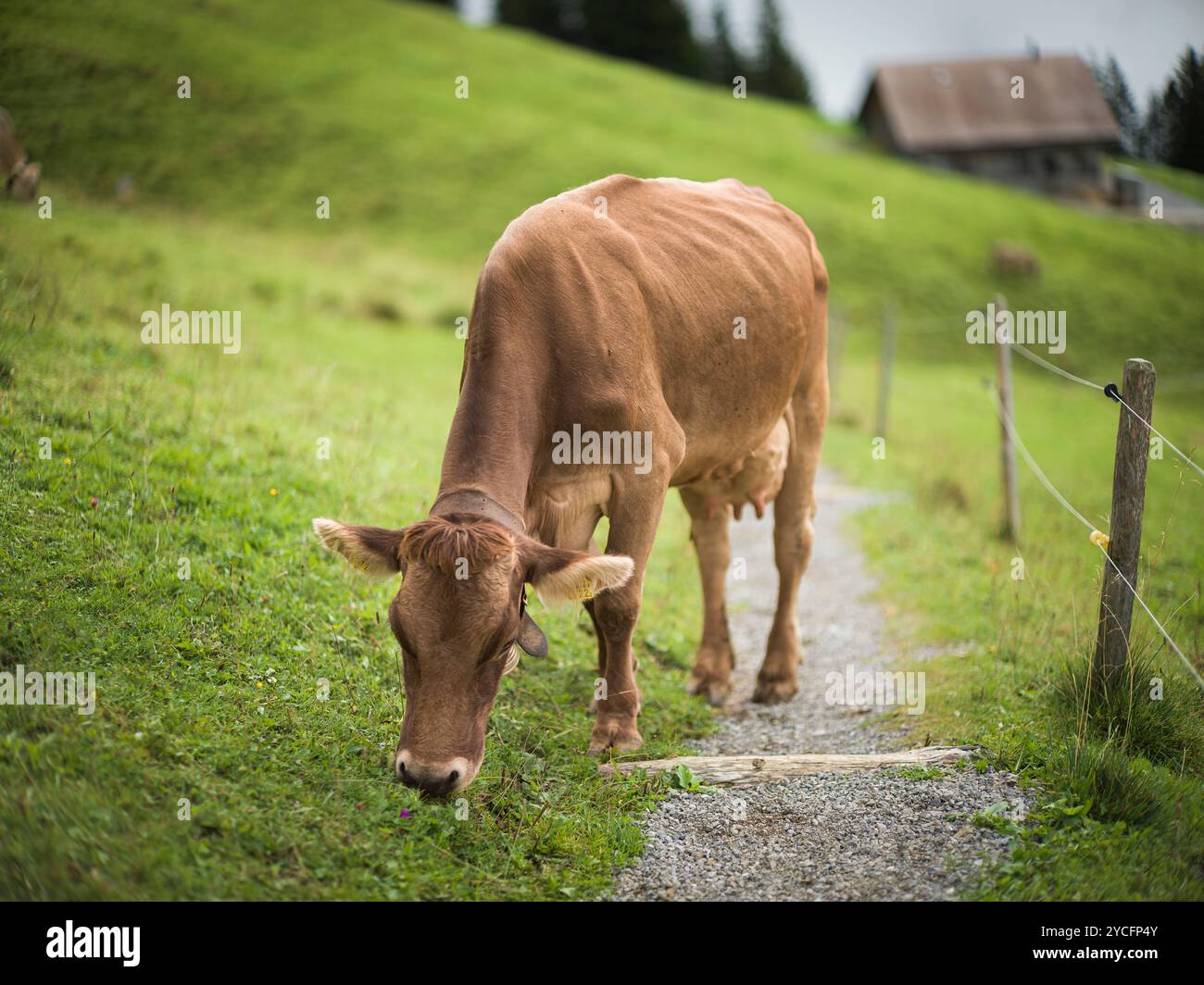 Cow on meadow! switzerland! hi-res stock photography and images - Alamy