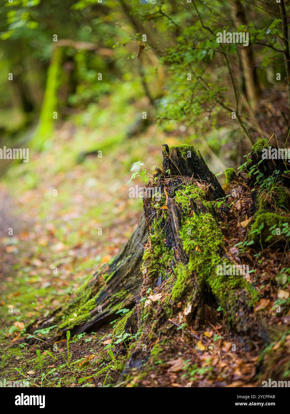 Rotten stump moss hi-res stock photography and images - Alamy