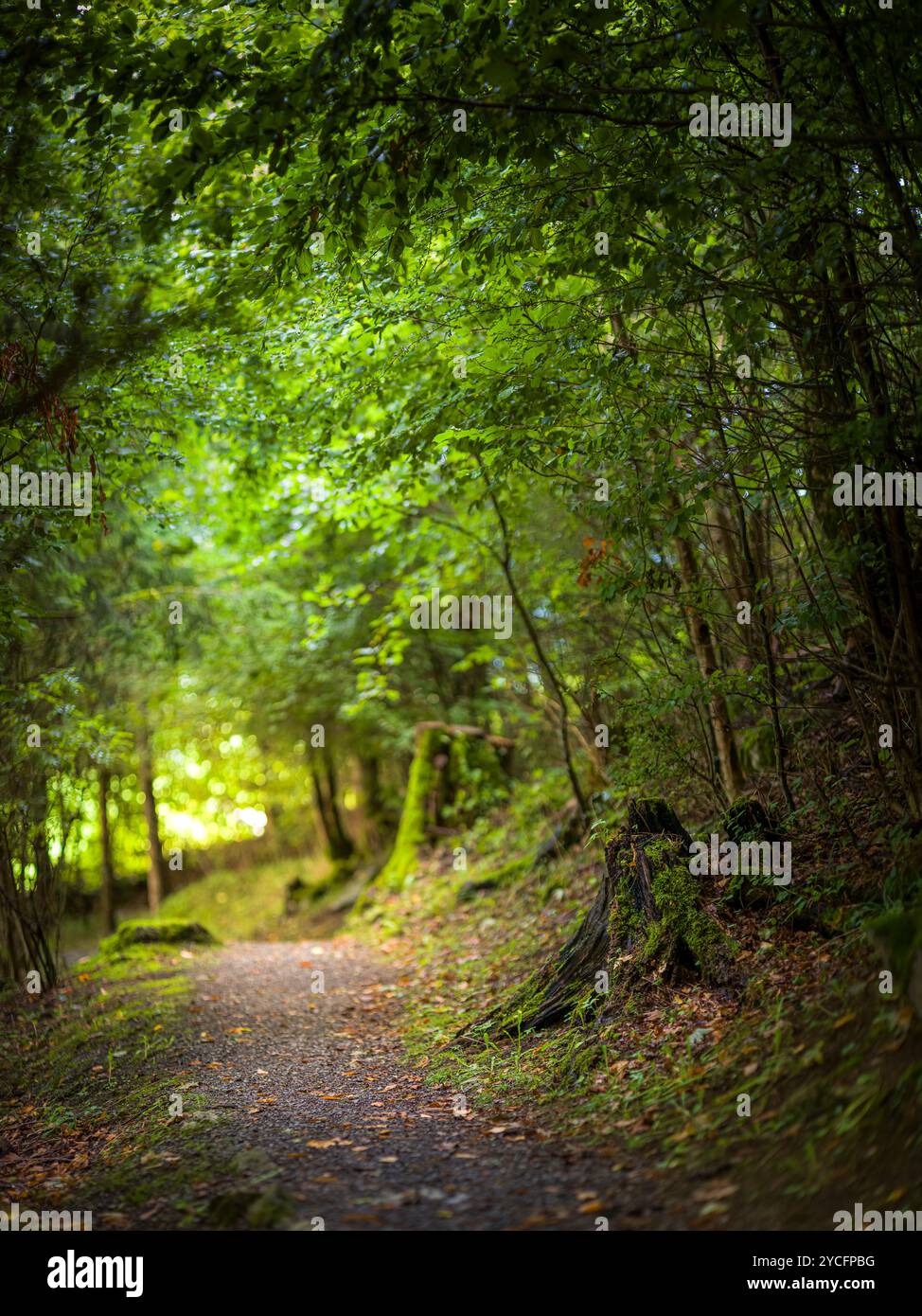 Trail into the forest hi-res stock photography and images - Alamy