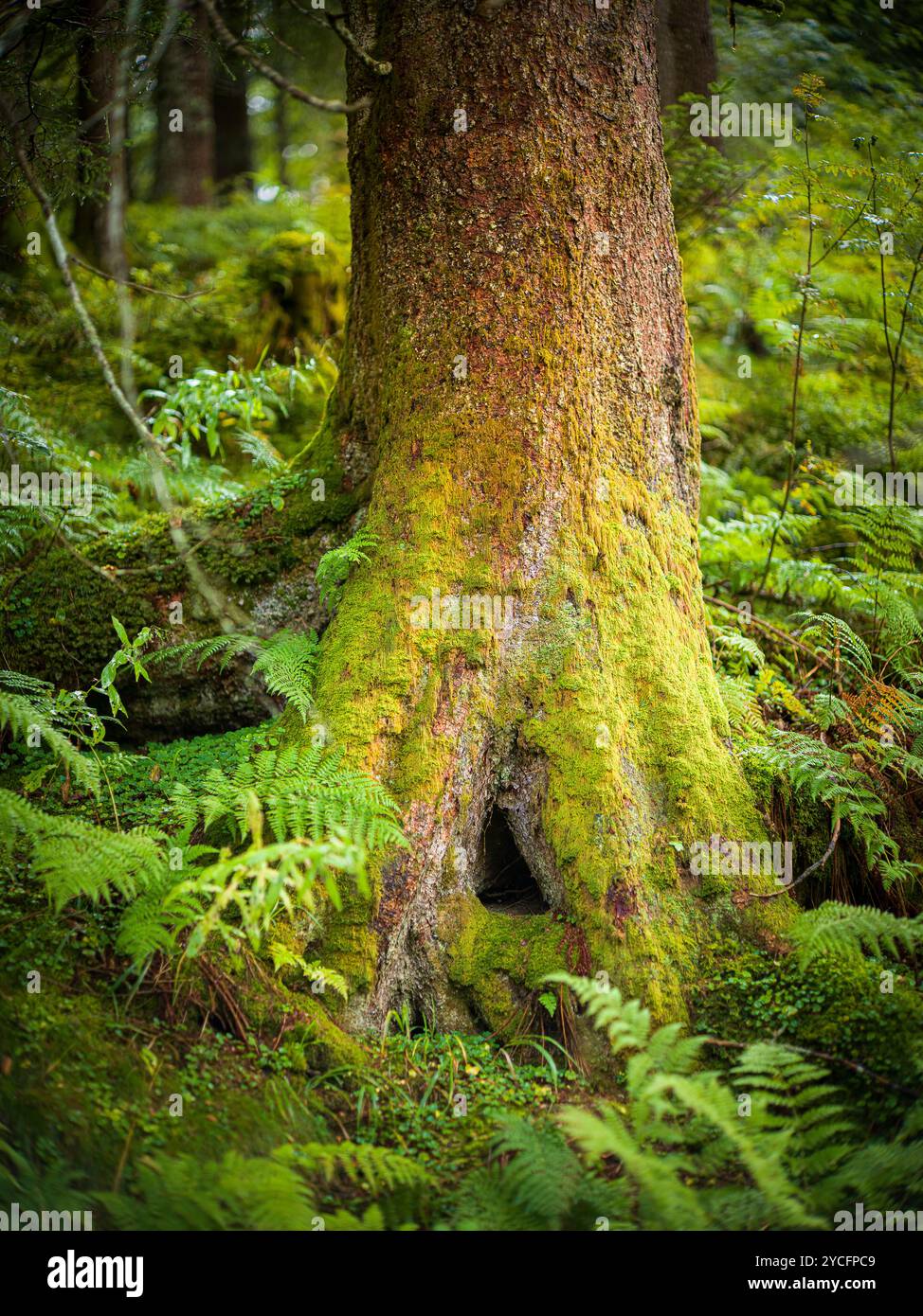 Tree trunk with moss Stock Photo - Alamy