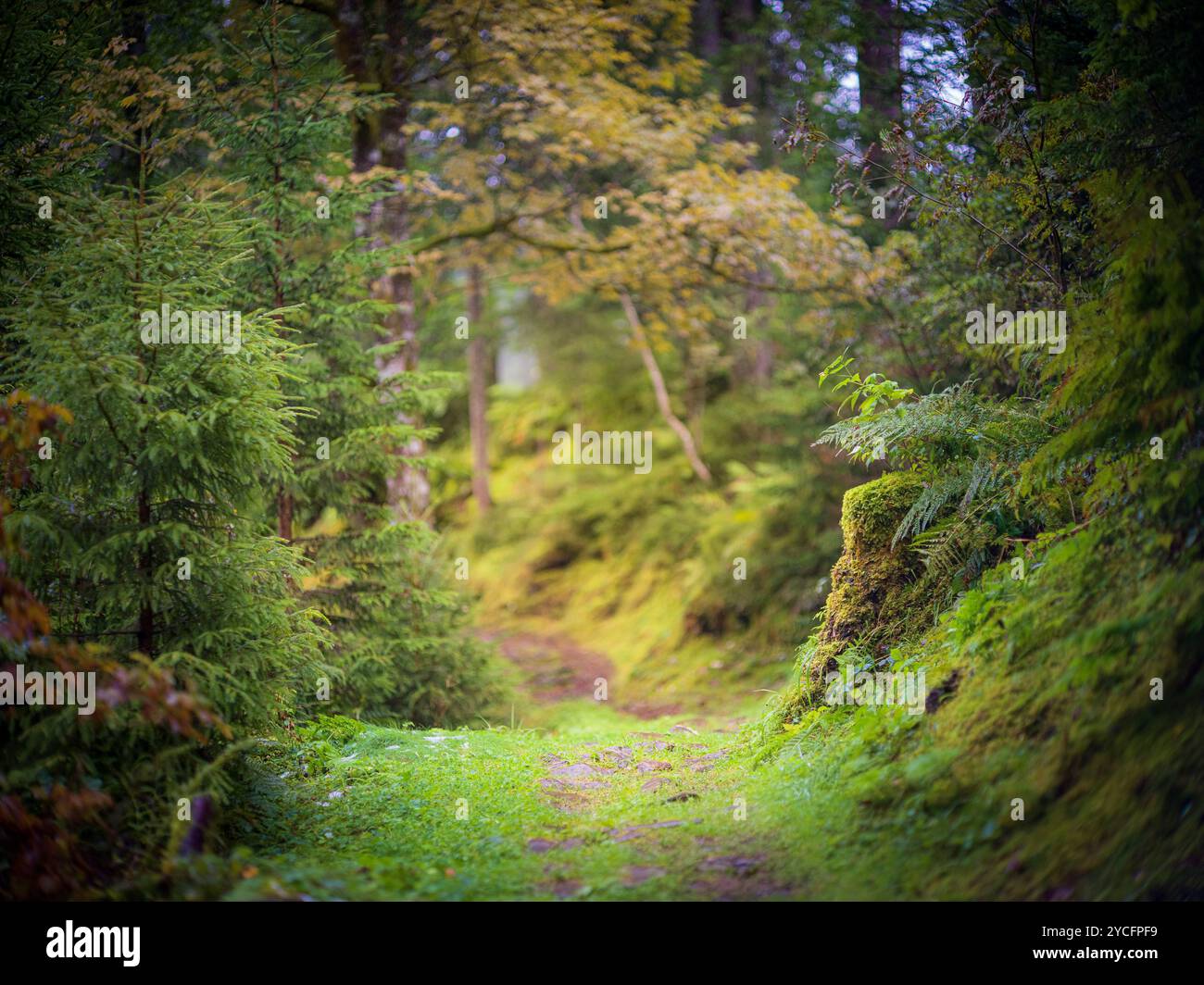 Hiking trail in green hi-res stock photography and images - Alamy