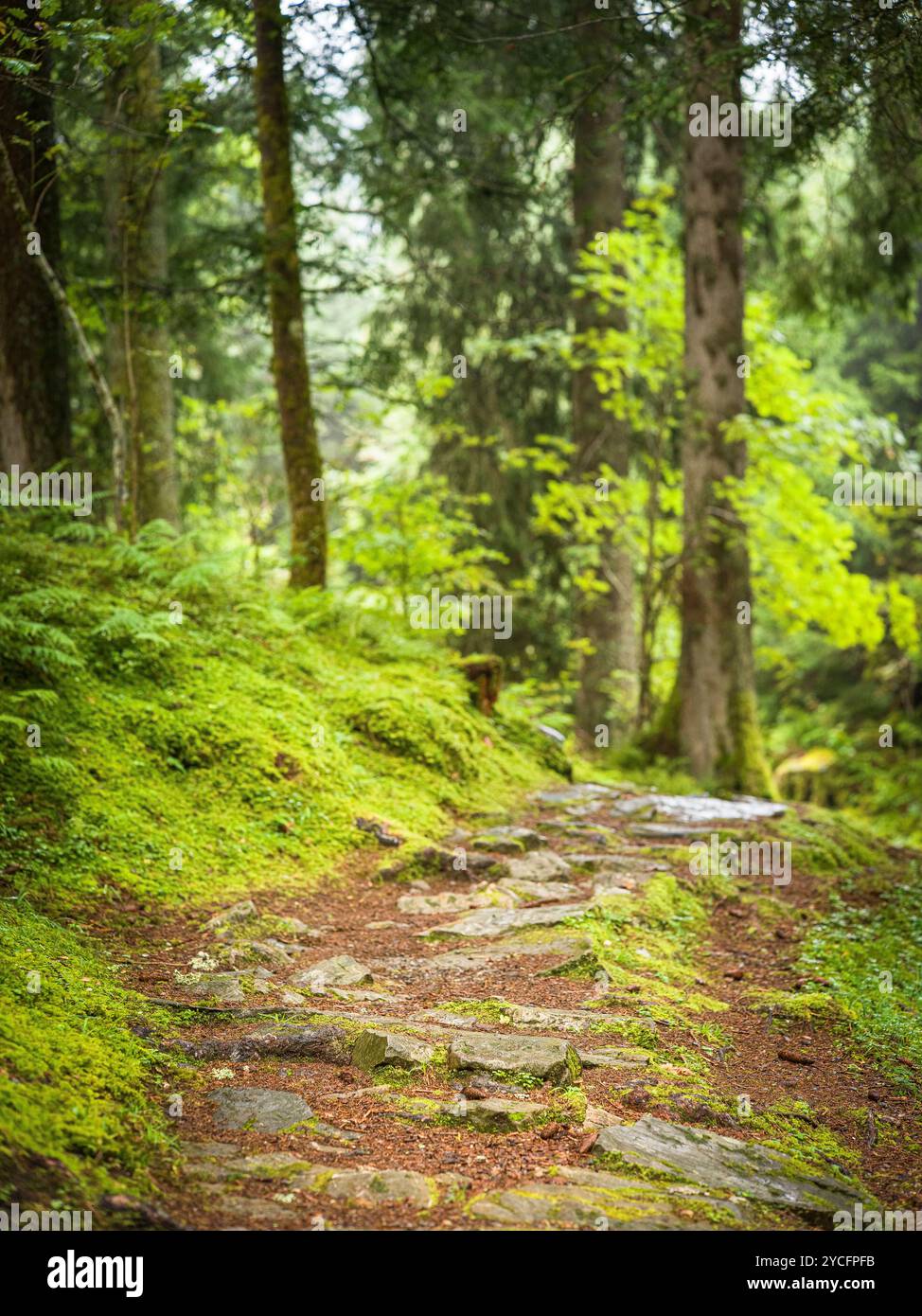 Forest, hiking trail Stock Photo - Alamy