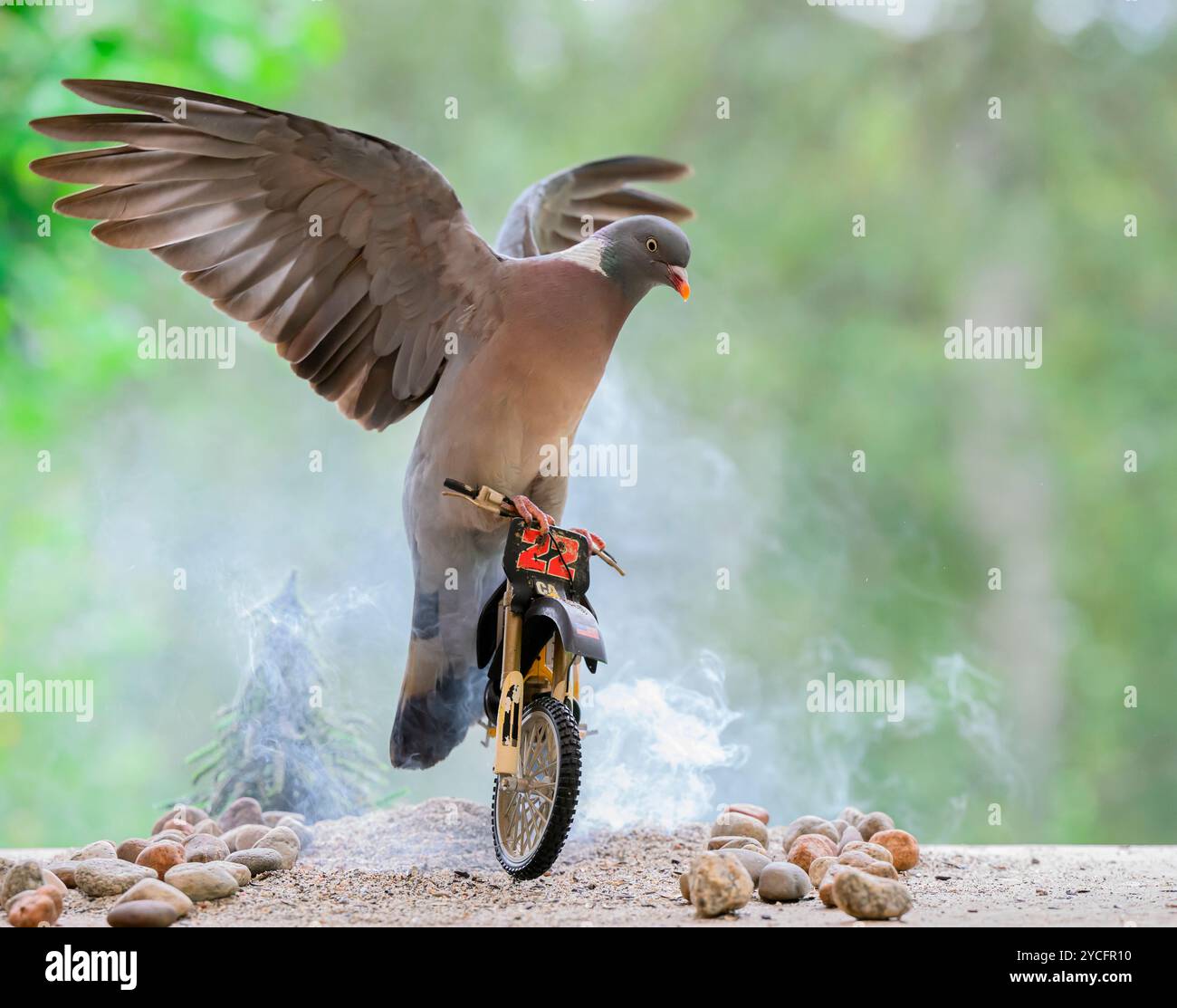 woodpigeon stand on a motor cycle Stock Photo - Alamy